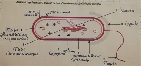 Morphologie Et Ultrastructure De La Bactérie Cartes Quizlet