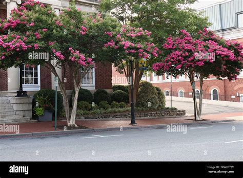 Scientific Name Lagerstroemia Hi Res Stock Photography And Images Alamy