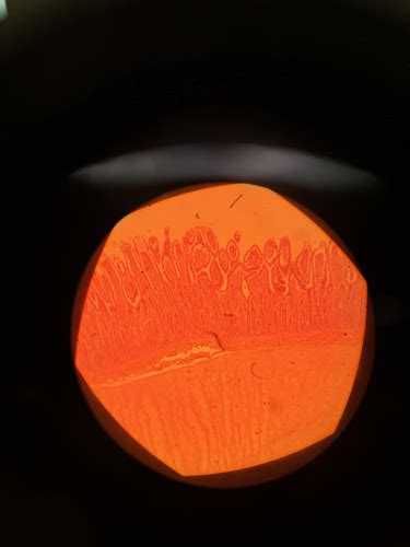 Gi Tract Histology Flashcards Quizlet