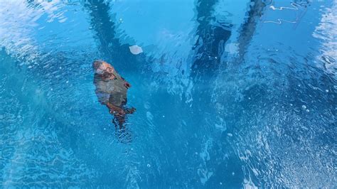 En El Pamm Una Obra Favorita Del Público “swimming Pool” De Leandro