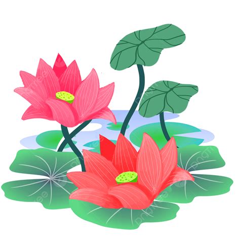 Gambar Teratai Buah Hijau Alam Png Transparan Clipart