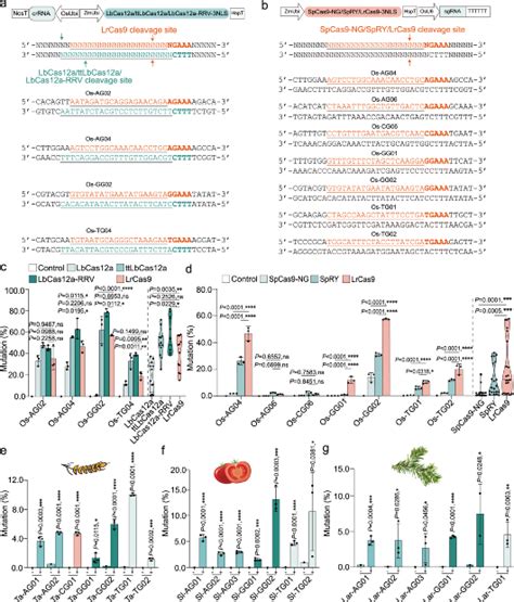 Nature Communications 电子科技大学合作研究揭示益生菌来源的新型高效植物基因组编辑系统 知乎