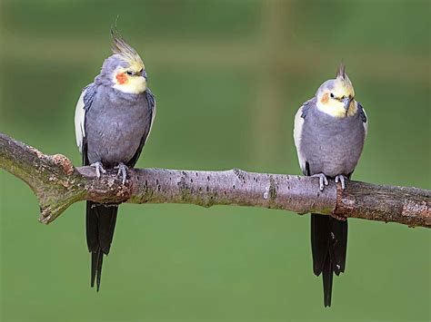 100 Free Cockatiel And Bird Images Pixabay