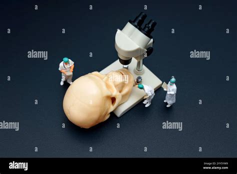 Miniature Scientists Figurines Analyzing A Skull Model Using A
