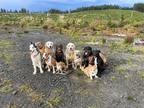 Nats Pack Monday With Tilly Arya Mac Simba Billie Facebook