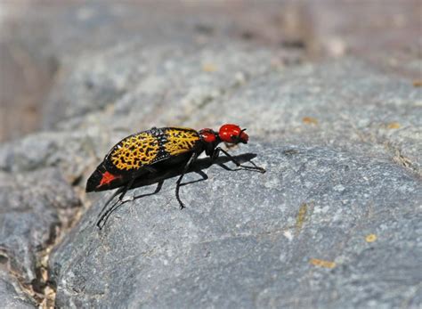 Arizona Insects Identification