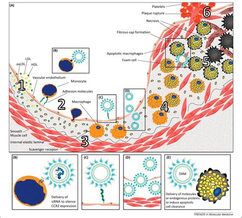 Nanomedicine Based Strategies For Treatment Of Atherosclerosis Trends
