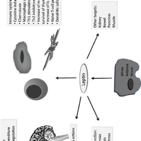 2 A Schematic Representation Of The Pleiotropic Function Of Leptin