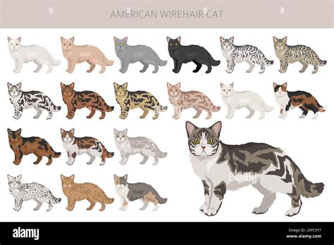 American Wirehair Cat Clipart All Coat Colors Set All Cat Breeds