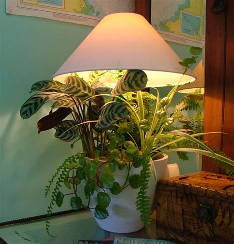 Touch Sensitive Table Lamp Grows On You