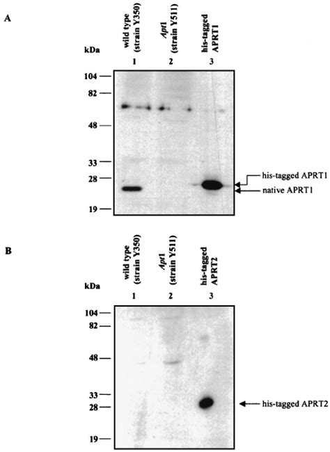 Western Blot Analysis Of Native Aprt Proteins A Western Blot Probed