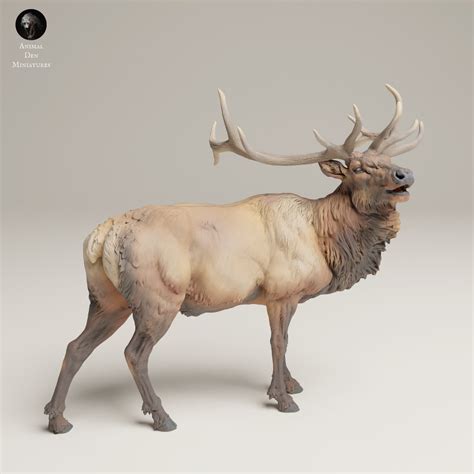 Wildlife Figure Bugler Elk Rocky Mountain Ref 250604 3drifter