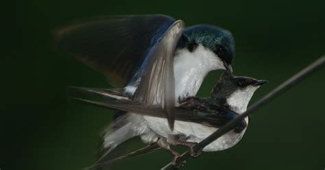 Nature Hermit Bird Sex