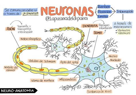 La Neurona Y Sus Partes Neuronas Anatomia Y Fisiologi