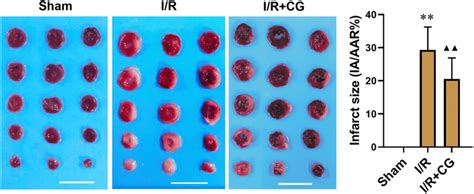Effects Of Cg On Infarct Size Following 45 Min Ischemia And 3 H