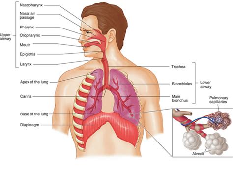 Upper Vs Lower Airway Obstruction