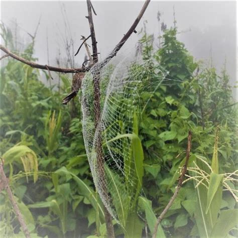 Weaving Threads And Dusting The Cobwebs Clouds On Tour