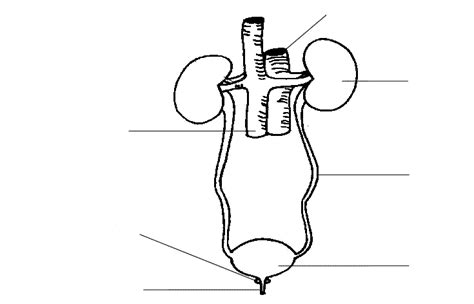 Excretory System Diagram Unlabeled Color