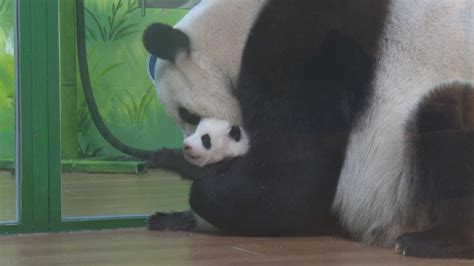 專家指大熊貓寶寶像發育不完整早產兒需細心照顧 出生首三日為高危期 無綫新聞tvb News