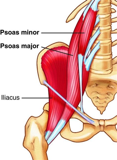 Iliopsoas Muscle Anatomy Function Supply Innervation Psoas Major