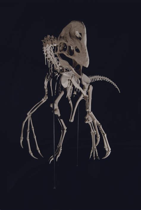 Citipati Osmolskae 3d Print On Behance