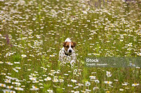 젊은 잭 러셀 테리어는 화창한 여름날에 데이지가있는 들판에 서 있습니다 가축에 대한 스톡 사진 및 기타 이미지 가축 개 걷기 Istock