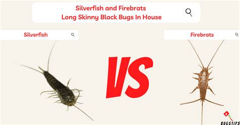 10 Long Skinny Black Bugs In House Effective Guide Bugstips