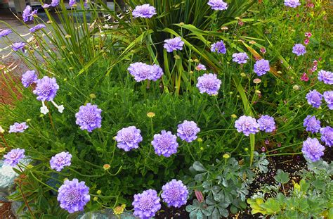 Scabiosa Anthemifolia Buy Online At Annies Annuals Amazing Gardens