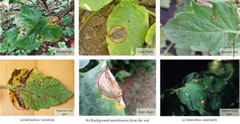 Tomato Plant Diseases And Treatments Proven Solutions Home Garden