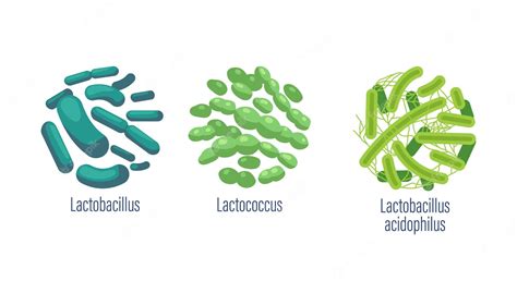 프로바이오틱 박테리아 Lactobacillus Lactococcus 및 Lactobacillus Acidophilus 좋은