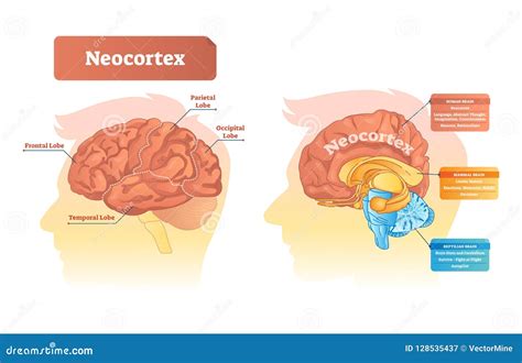 Neocortex Vector Illustration Labeled Diagram With Location And