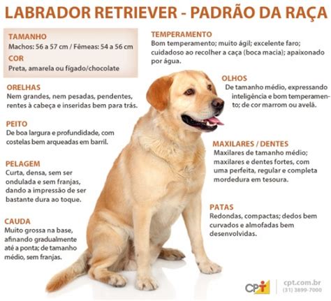Raças De Cachorro Labrador Retriever Cursos A Distância Cpt