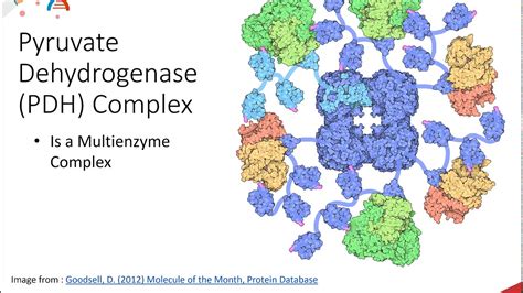 Kreb Cycle Series Part 1 Of 2 Pyruvate Dehydrogenase Complex Youtube