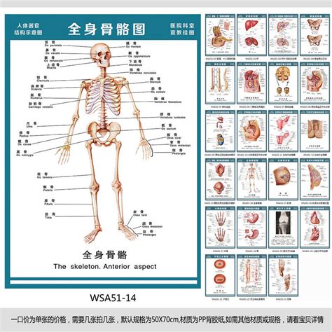 人体结构图