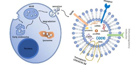 Biogenesis And Structure Of Exosome Download Scientific Diagram