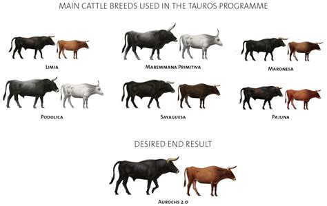 Tauros Rewilding Europe