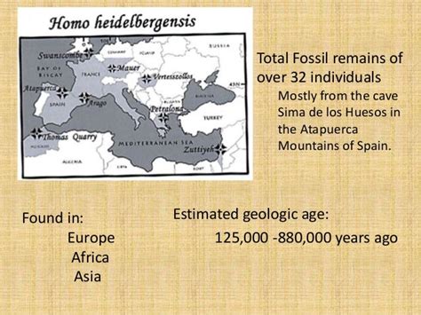 Homo Heidelbergensis