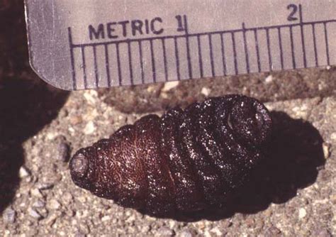 Human Bot Fly Range Map