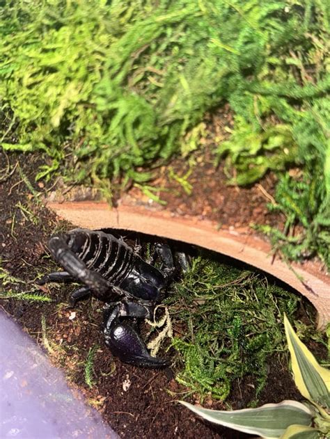 Sexing R Scorpions
