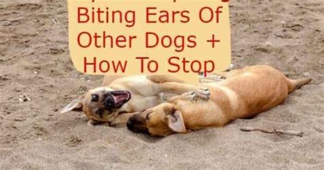 Decoding Dog Behavior Why Dogs Bite Ears