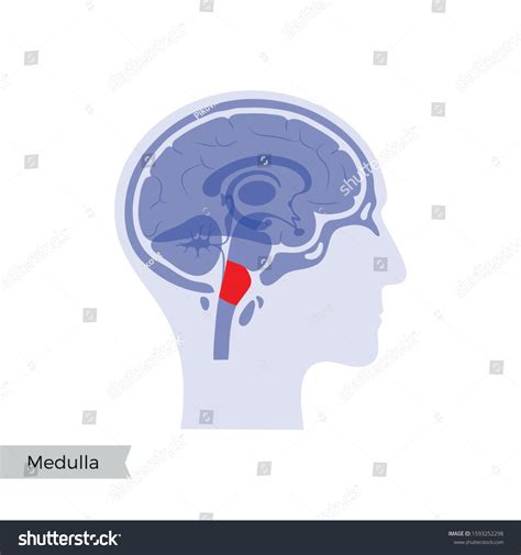 Vector Isolated Illustration Medulla Oblongata Hindbrain Stock Vector