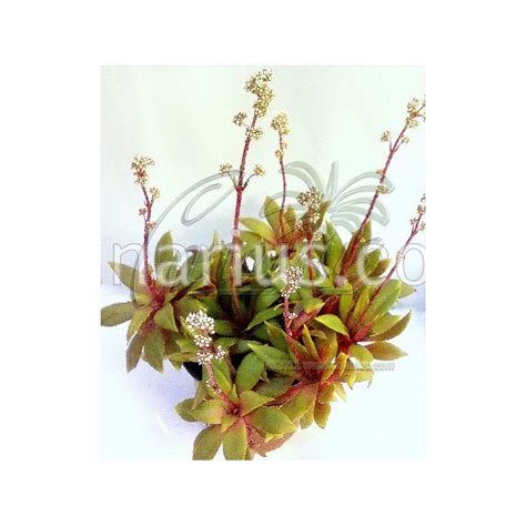 Buy Crassula Orbicularis Var Rosularis With Canarius