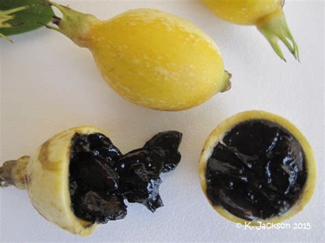 Blackberry Jam Fruit Randia Formosa