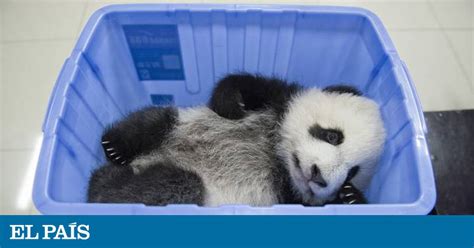 El Oso Panda Una Mirada A Su Conservación Y El Peligro De Extinción
