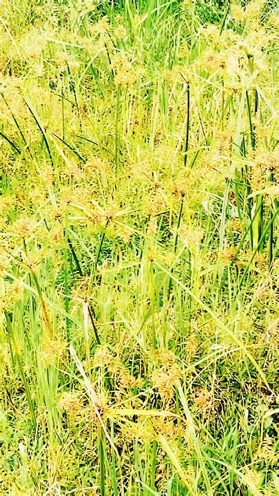 മുത്തങ്ങ Nutgrass Cocograss Cyperusrotundus Shorts Youtube