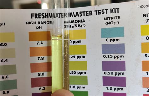 This Is How My Ammonia Always Reads Looks Like 0 0 25ppm To Me What