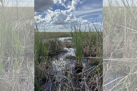 See Ya Later Alligator Can You Spot The Gator In This Photo