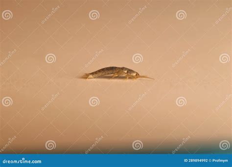Silverfish Insect Isolated On A White Background Insects Insect Bugs