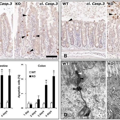 A And B Staining Of Absorptive Enterocytes For Villin Reduced Download Scientific Diagram