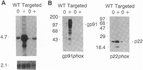 Figure 1 From Gene Targeting Of X Chromosome Linked Chronic
